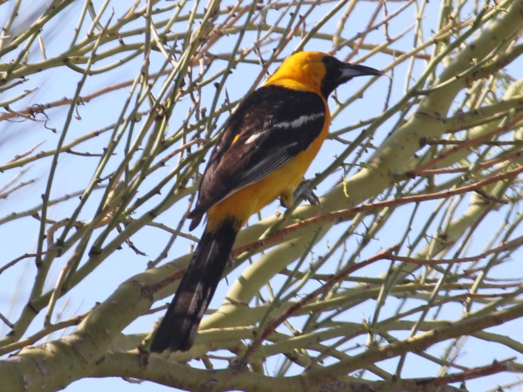 The World Birds: Orioles (Icteridae)