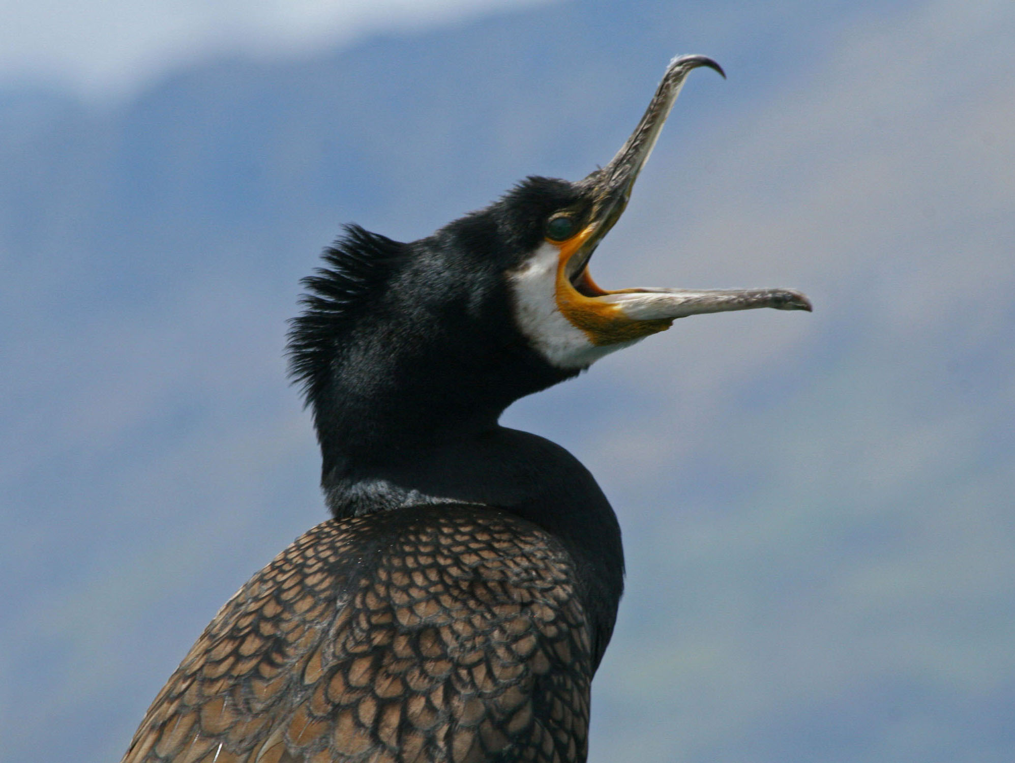 The World Birds: Cormorants (Phalacrocoracidae)