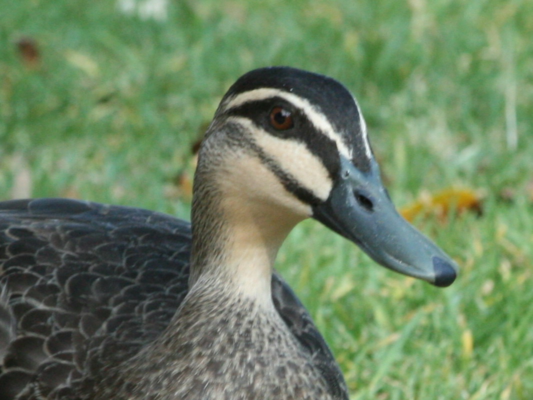 The World Birds: Dipping Ducks (Anatidae)