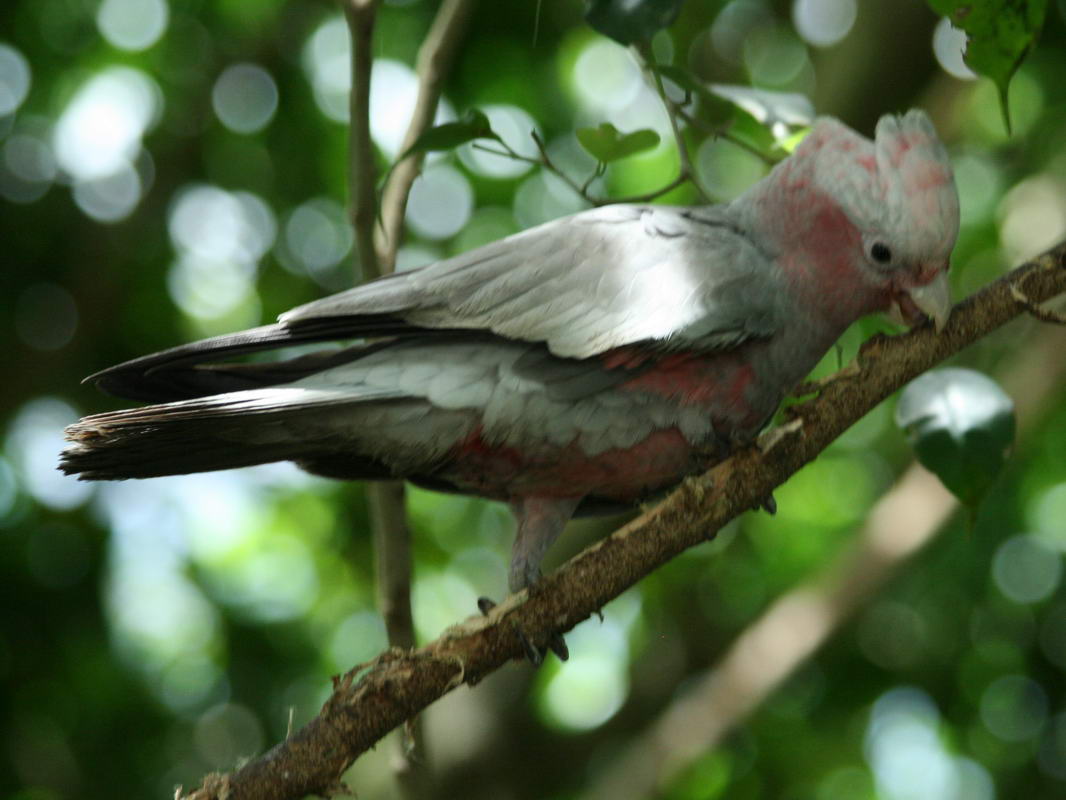 The World Birds: COCKATOOS (Cacatuidae)
