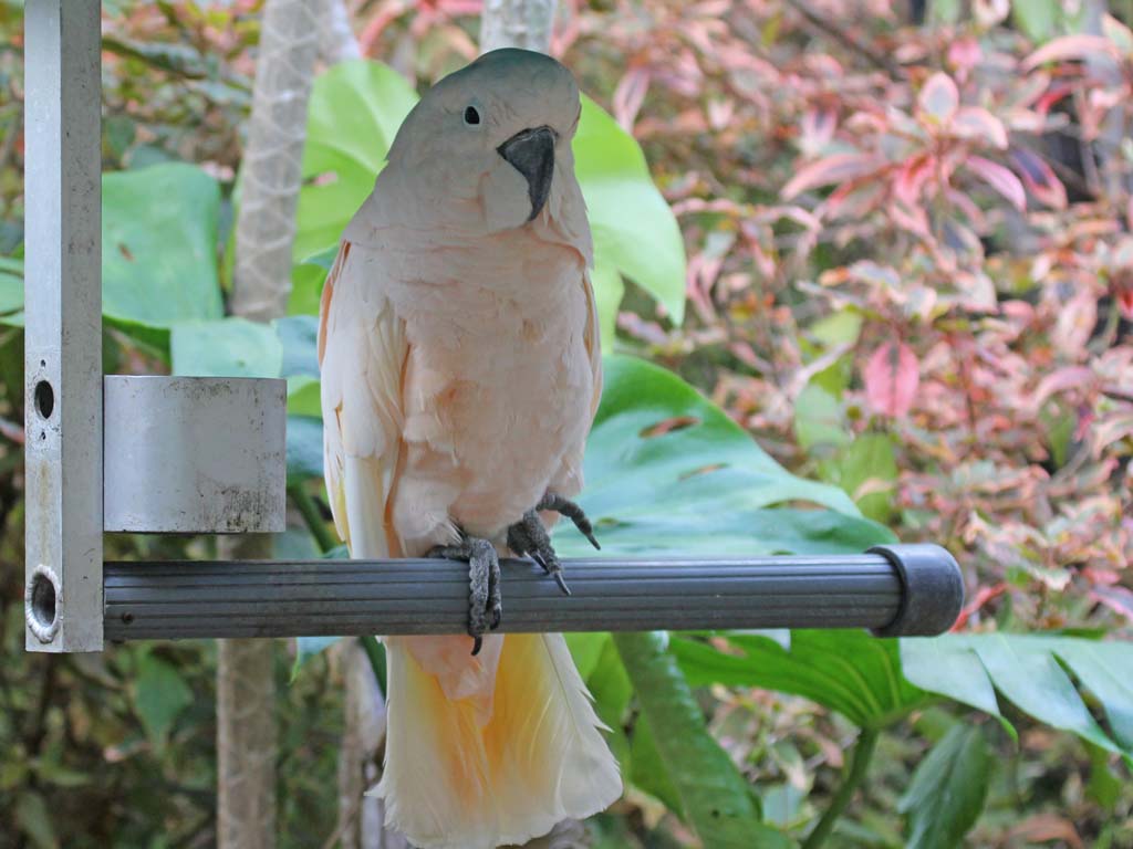 The World Birds: COCKATOOS (Cacatuidae)