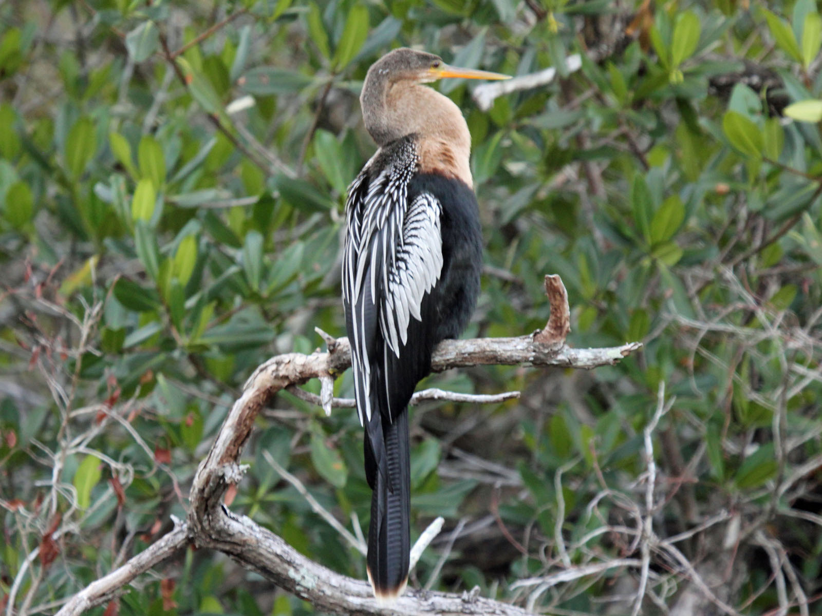 The World Birds: Anhingas (Anhingidae)