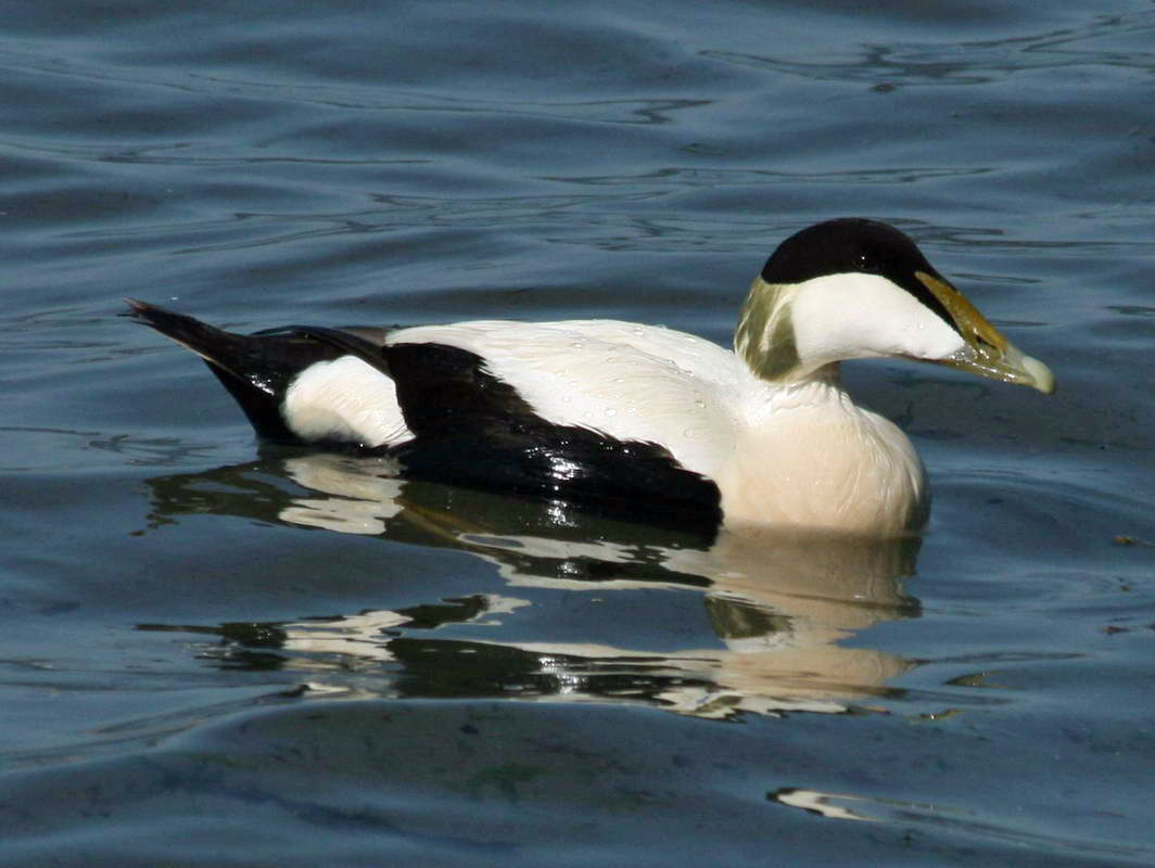 The World Birds: Sea Ducks (Anatidae)