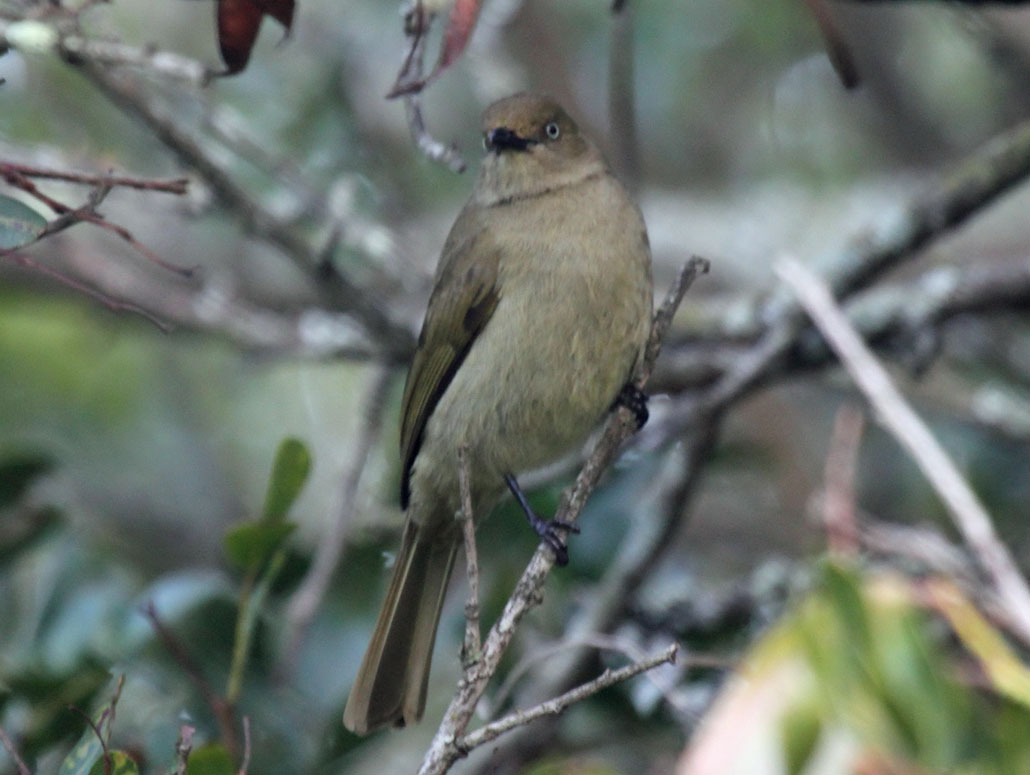 The World Birds: BULBULS