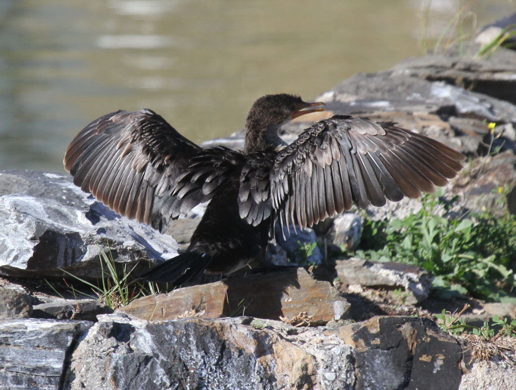 The World Birds: Cormorants (Phalacrocoracidae)