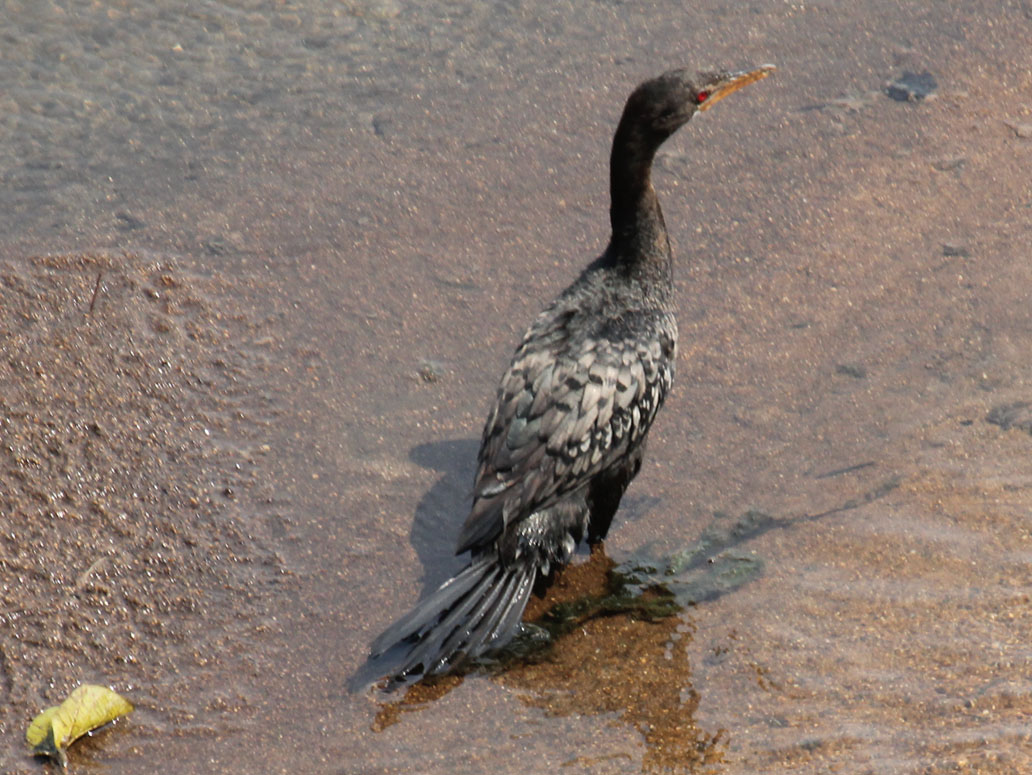 The World Birds: Cormorants (Phalacrocoracidae)