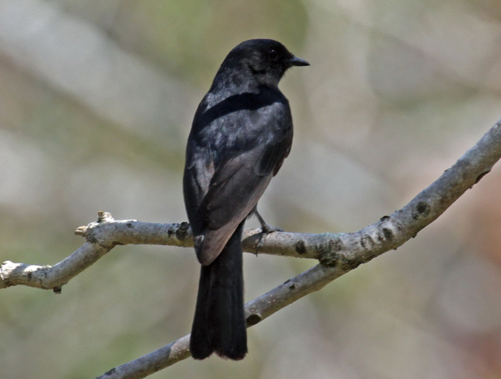 The World Birds: Drongos (Dicruridae)