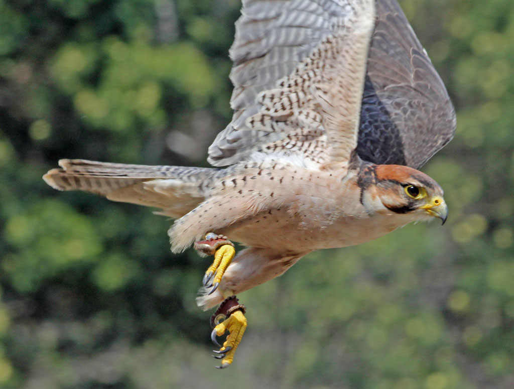 Birds of The World: Falcons (Falconidae)