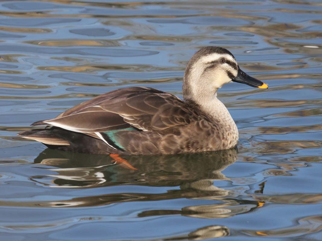 The World Birds: Dipping Ducks (Anatidae)