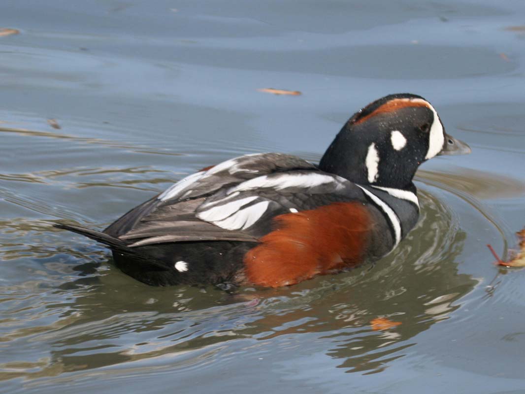 The World Birds: Sea Ducks (Anatidae)