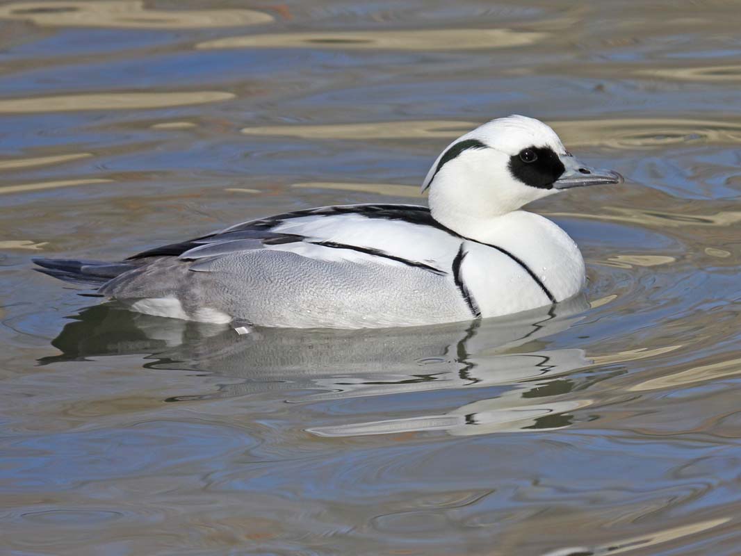 The World Birds: Sea Ducks (Anatidae)