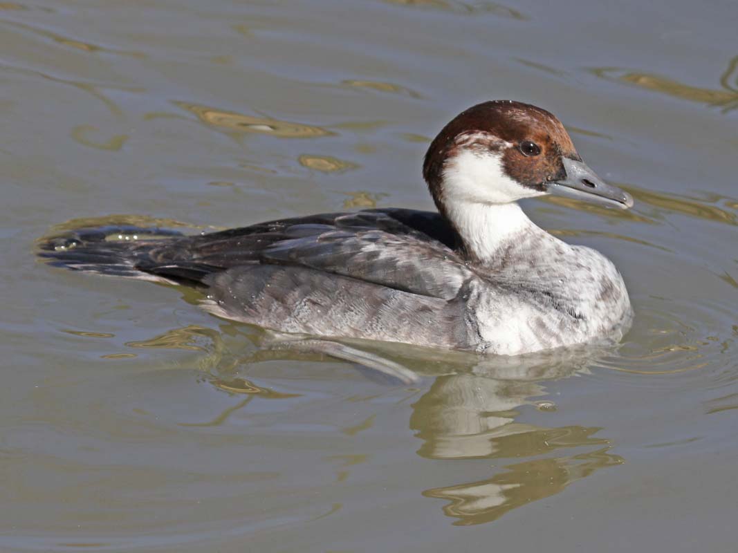 The World Birds: Sea Ducks (Anatidae)