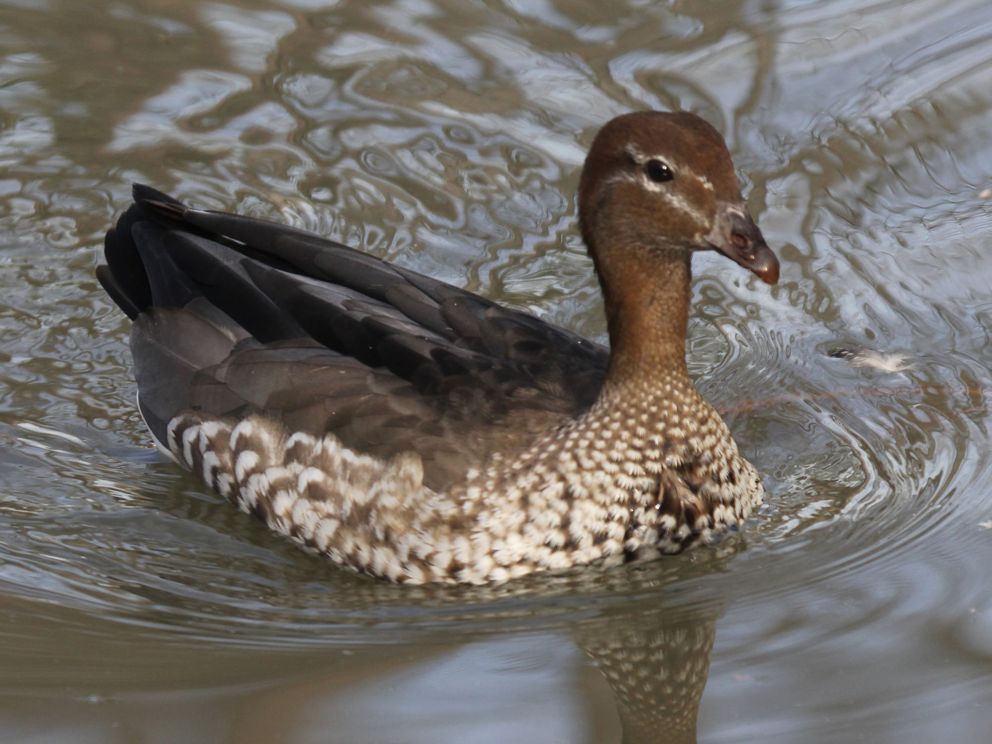 The World Birds: Dipping Ducks (Anatidae)