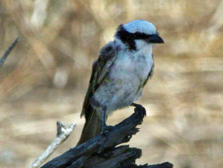 Birds of The World: Shrikes (Laniidae)