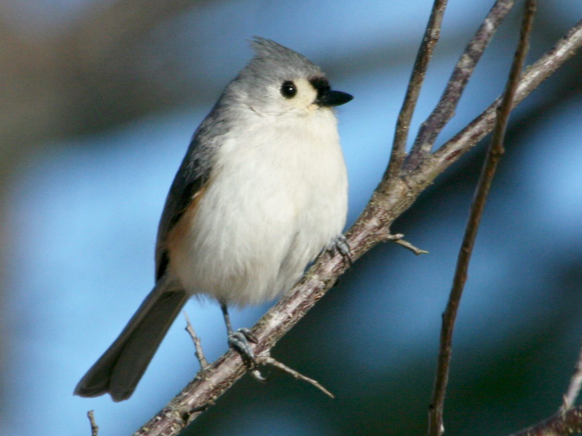 The World Birds: Chickadees, Tits (Paridae)