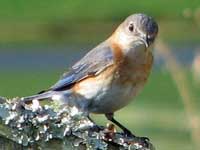 The World Birds: Thrushes and Allies (Turdidae)