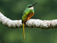 The World Birds: Puffbirds (Bucconidae); Jacamas (Galbulidae)