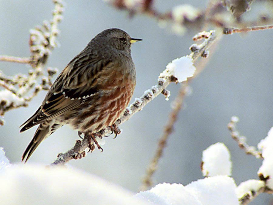 The World Birds: Accentors (Prunellidae); Dippers (Cinclidae)
