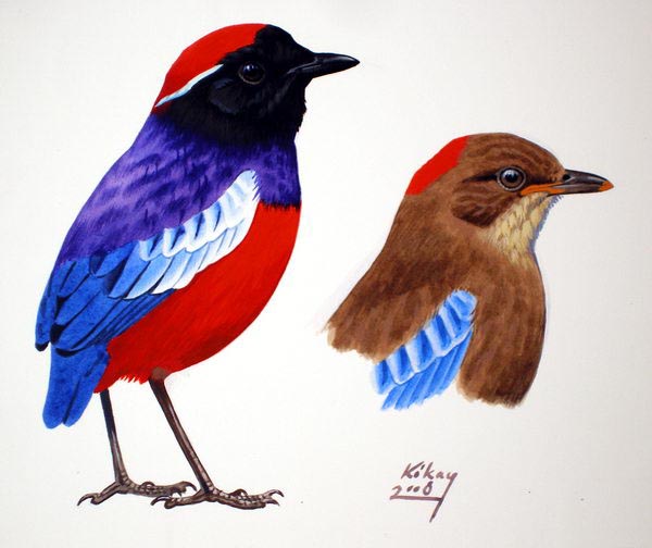 The World Birds: Pittas (Pittidae)