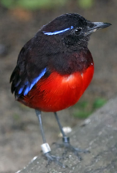 The World Birds: Pittas (Pittidae)