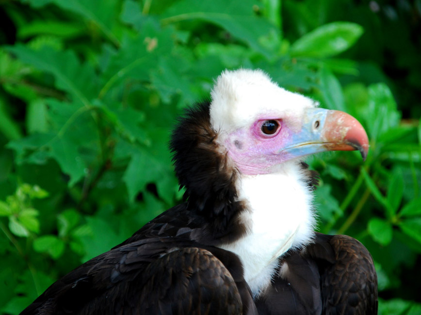 Birds of The World: Old World Vultures (Accipitridae)