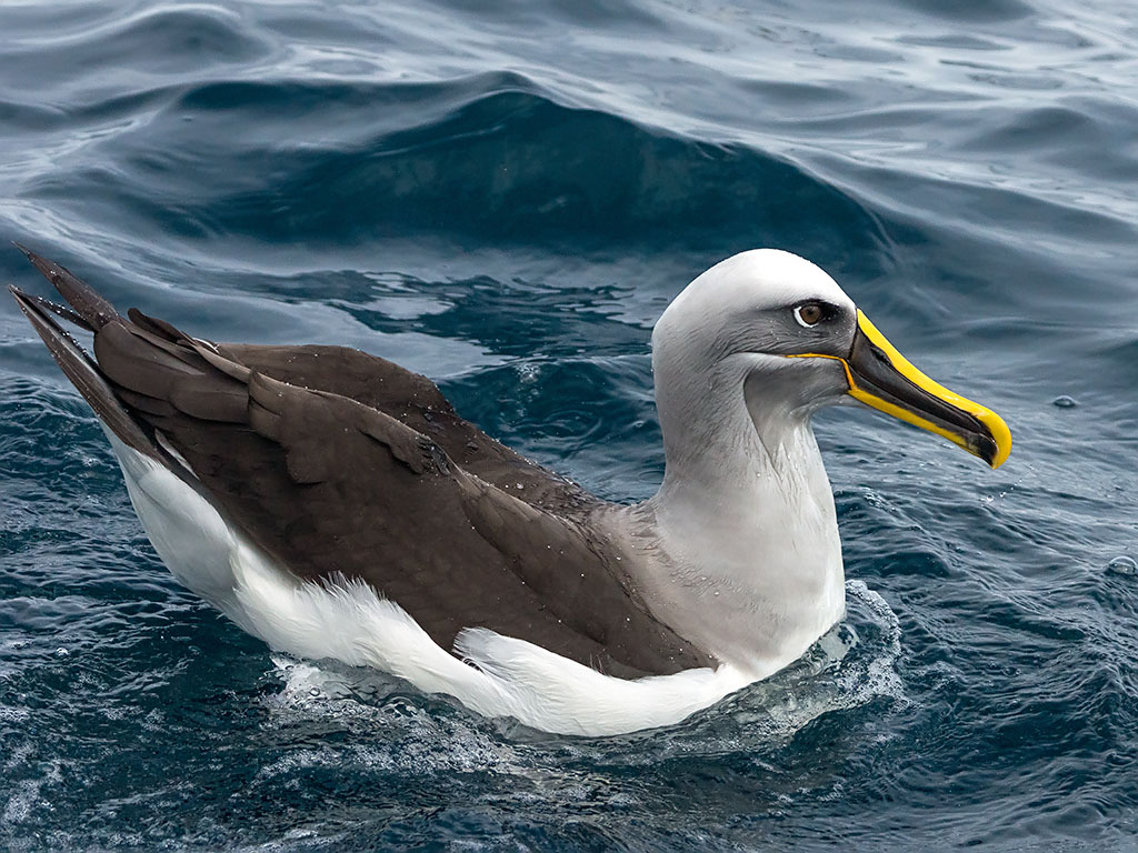 The World Birds: Albatross (Diomedeidae)