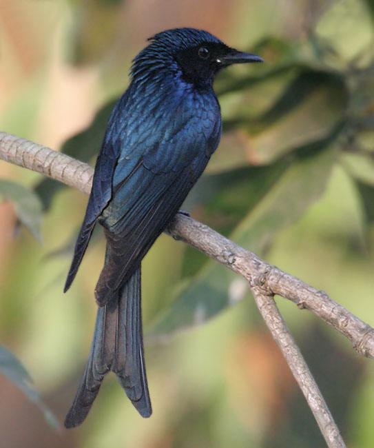 The World Birds: Drongos (Dicruridae)