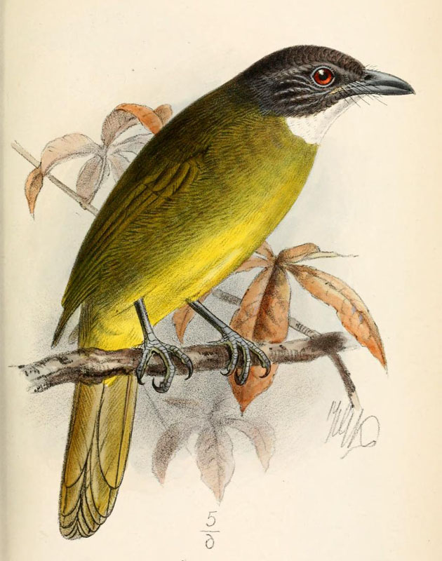 The World Birds: BULBULS