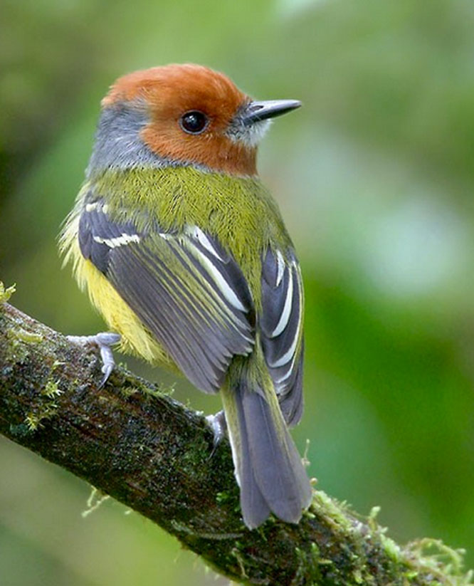 The World Birds: Pygmy-Tyrant, Tody-Flycatcher, Tody-Tyrant (Tyrannidae)