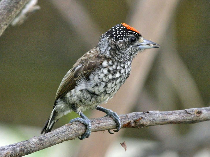 The World Birds: Piculets (Picidae)