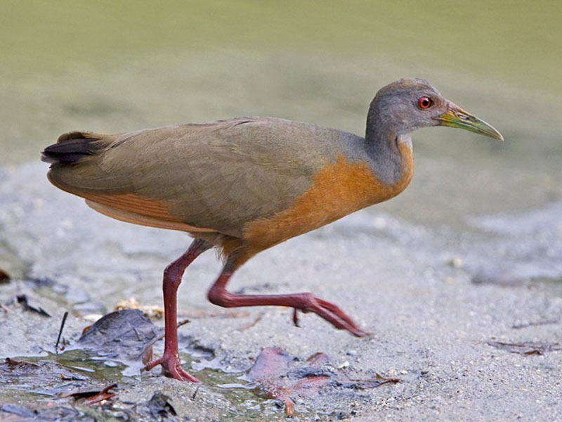 The World Birds: Crakes, Rails (Rallidae)