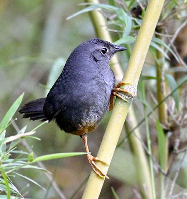 Birds of The World: Tapaculos and allies (Rhinocryptidae)