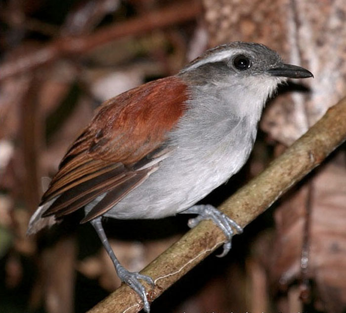 The World Birds: Gnateaters (Conopophagidae)