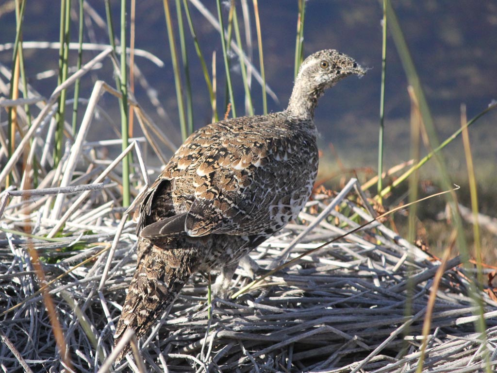 The World Birds: Grouse (Phasianidae)