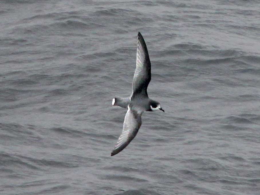 The World Birds: Petrels (Procellariidae)