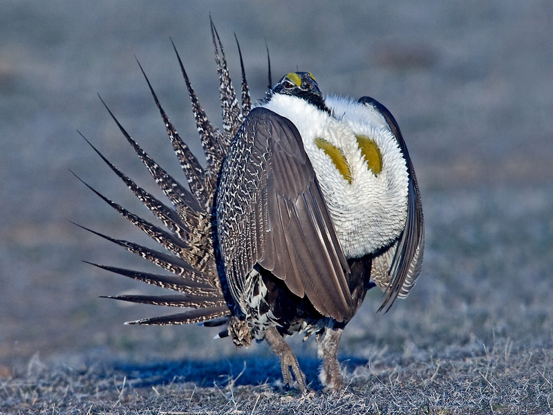 The World Birds: Grouse (Phasianidae)